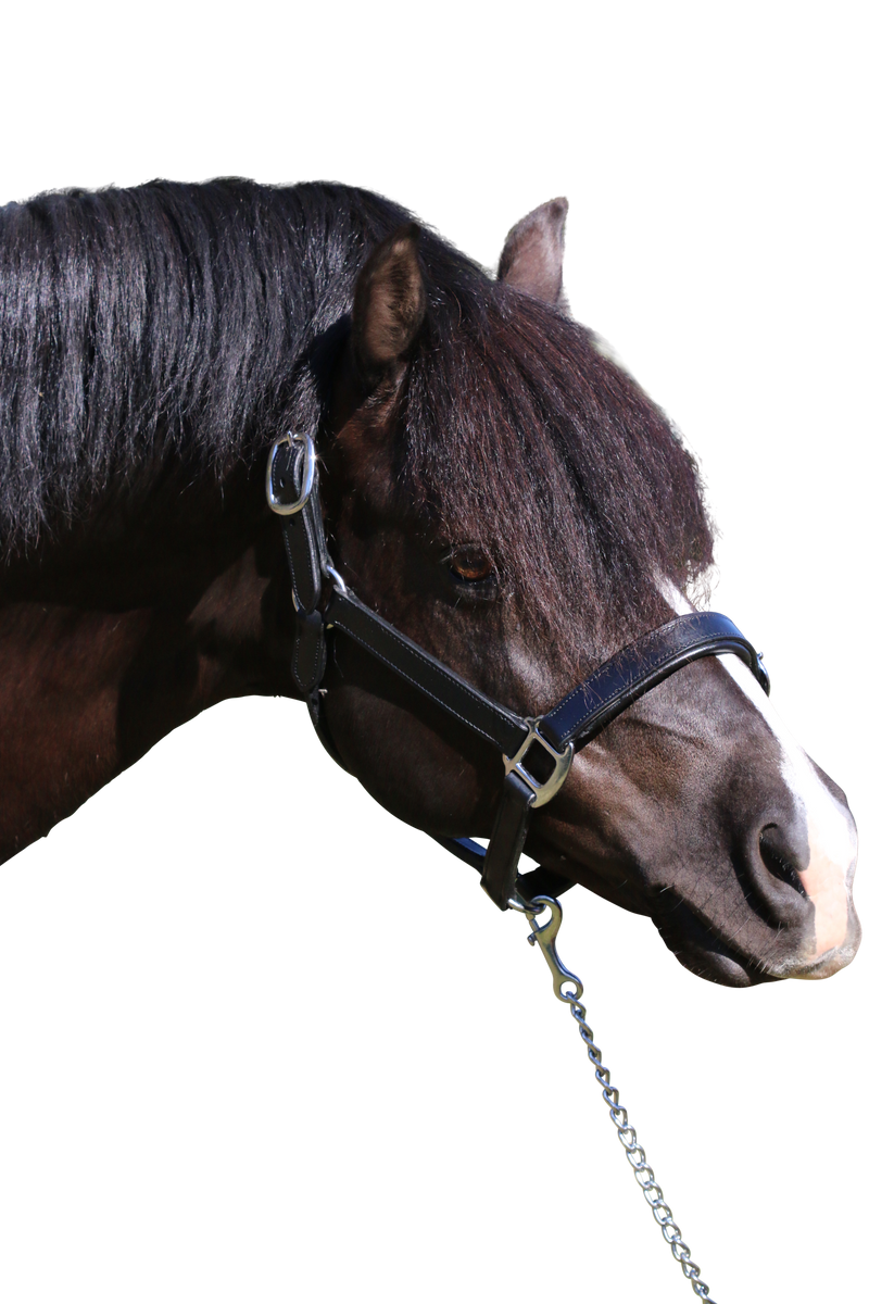 Plain Flat Stainless Steel Black Halter